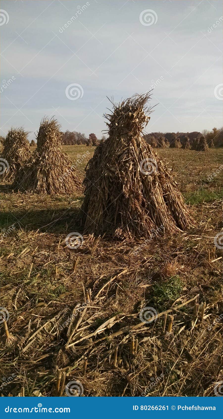 Amish Corn Stack, Haystack, Harvest Stock Image - Image of cornstack ...