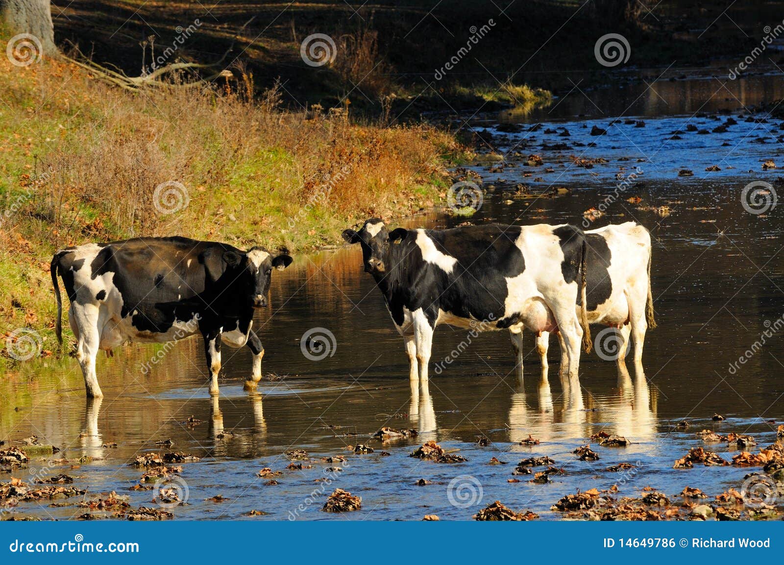 Amish Cows stock photo. Image of nature, black, rocks - 14649786