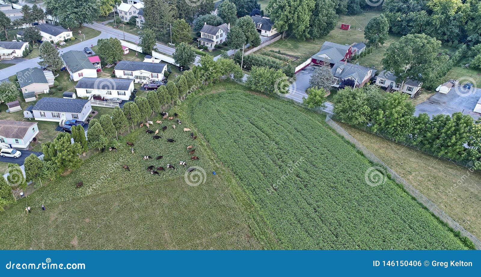 Amish Cows in field stock photo. Image of animal, grazing - 146150406