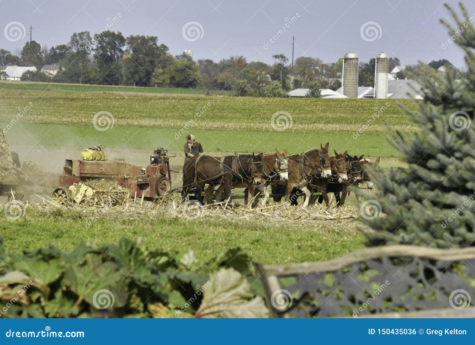 Amish Family Harvesting the Fields on an Autumn Day Editorial Photo ...