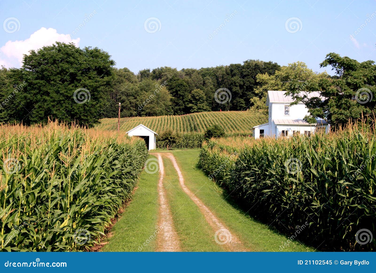 Amish Farm stock image. Image of gary, farms, amish, ohio - 21102545