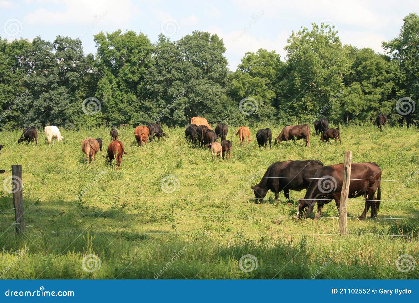 Amish Farm stock photo. Image of bydlo, amish, field - 21102552