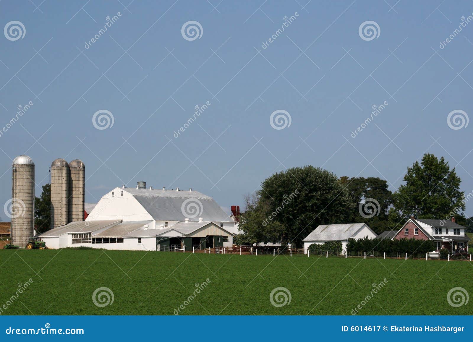 Amish farm stock image. Image of county, farmhouse, cattle - 6014617