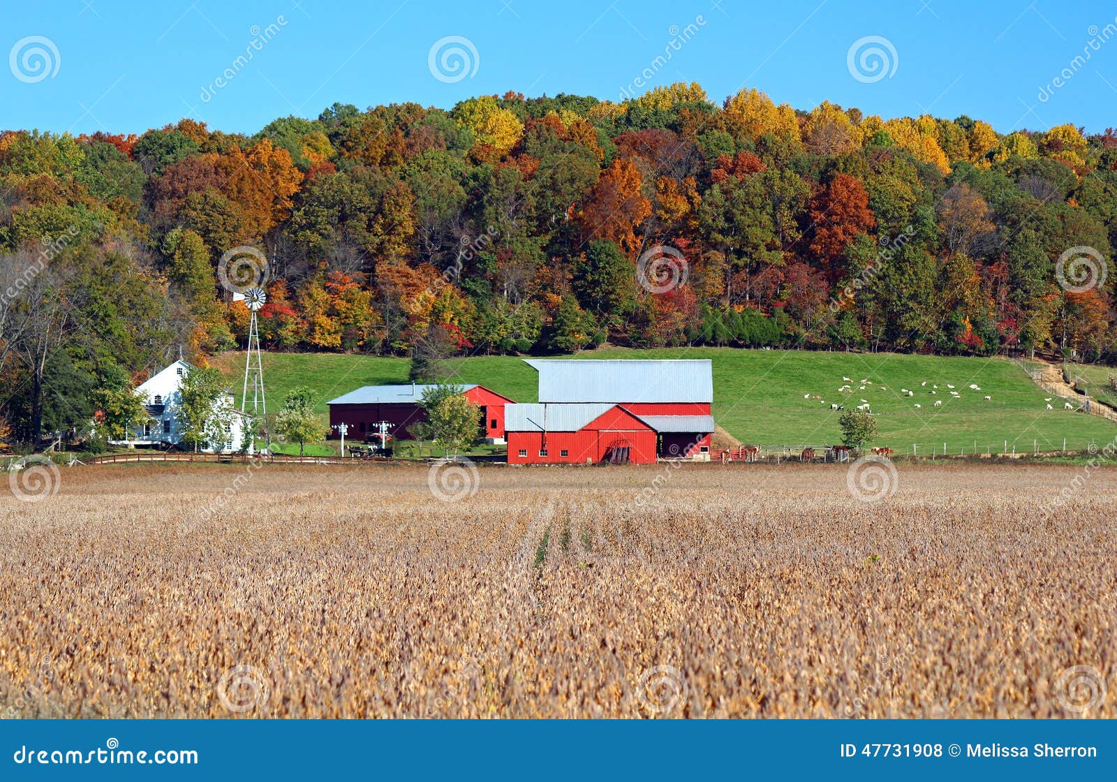 Amish farm in autumn stock photo. Image of white, field - 47731908