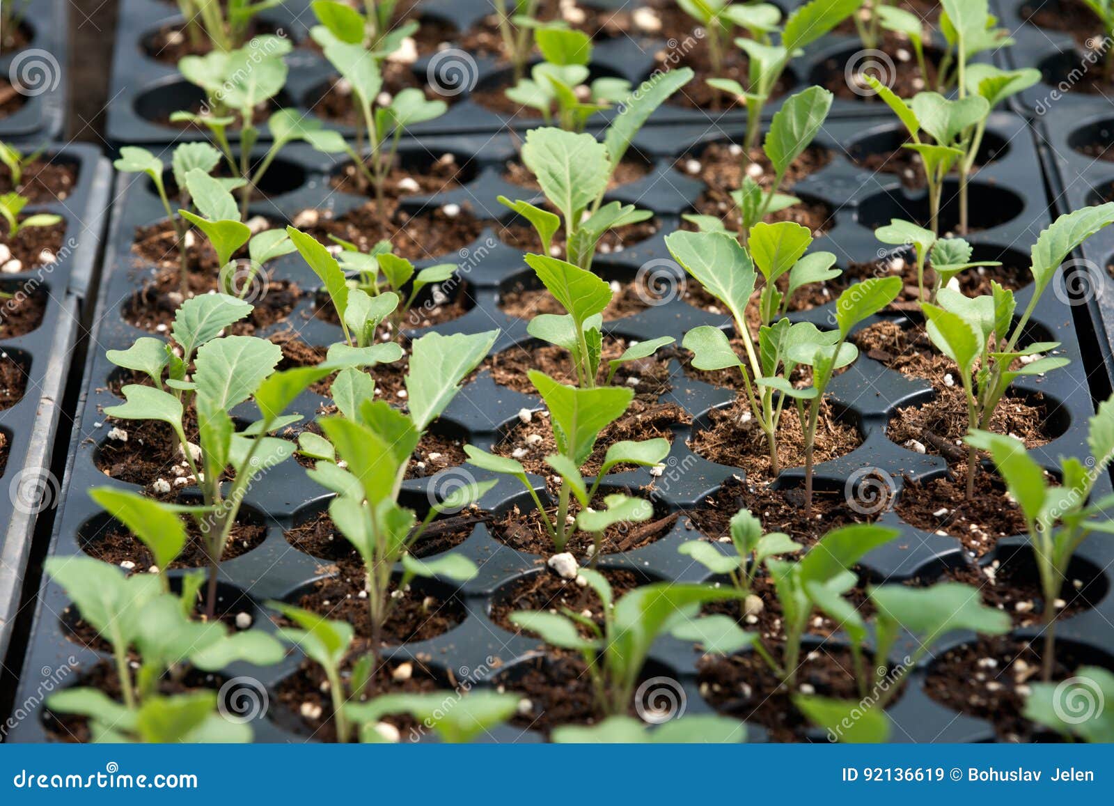 Amish Farm Container Grown Plants Stock Image - Image of nature ...