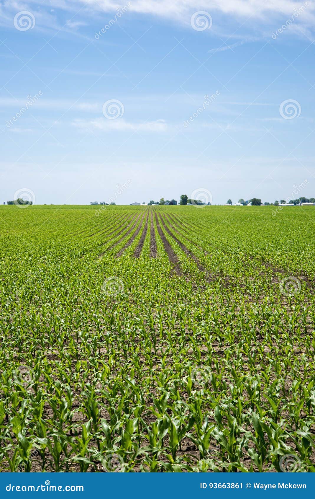 Amish Farm And Corn Field Royalty-Free Stock Photo | CartoonDealer.com ...