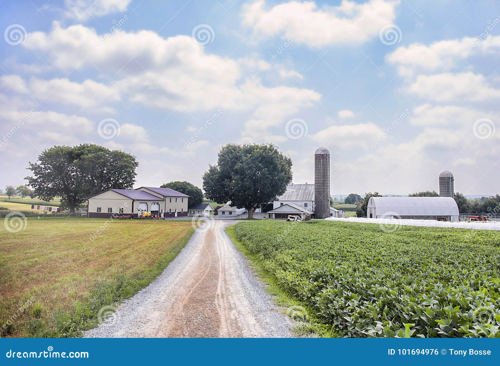 Amish Farm stock photo. Image of dutch, driveway, agricultural - 101694976