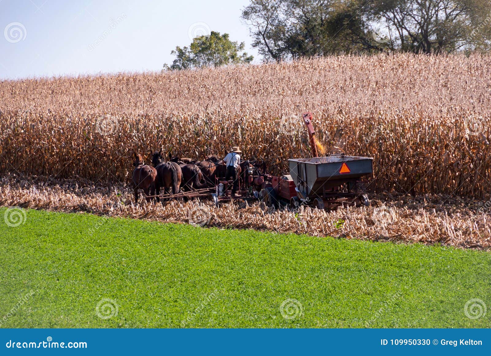 Amish Farmer Harvesting Corn Stock Photo - Image of field, horse: 109950330