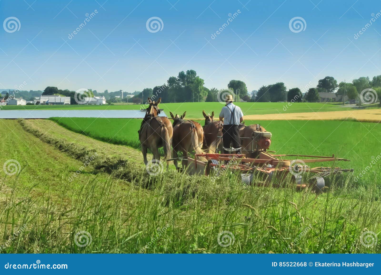 Amish Farmer in Lancaster, PA. Editorial Stock Photo - Image of blue ...