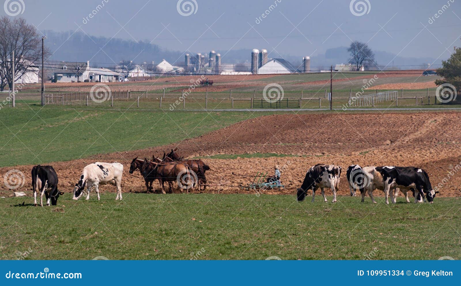 Amish Farmer Working and Cows Stock Photo - Image of brown, rural ...