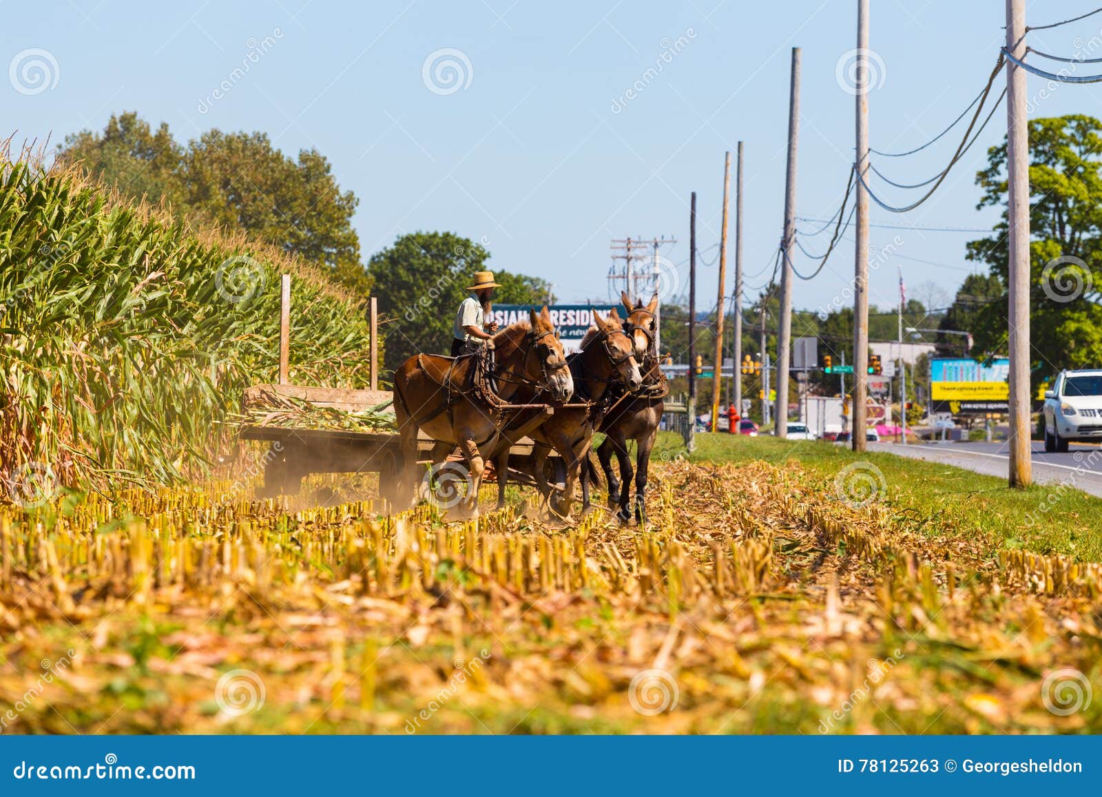Team Of Mules Pulling A Covered Wagon Editorial Photo | CartoonDealer ...