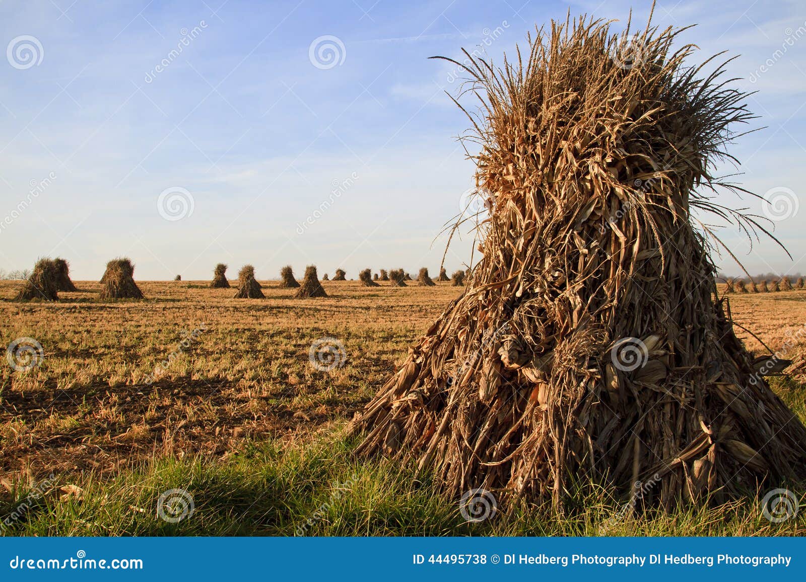 Amish Harvest stock photo. Image of crops, midwest, harvest - 44495738