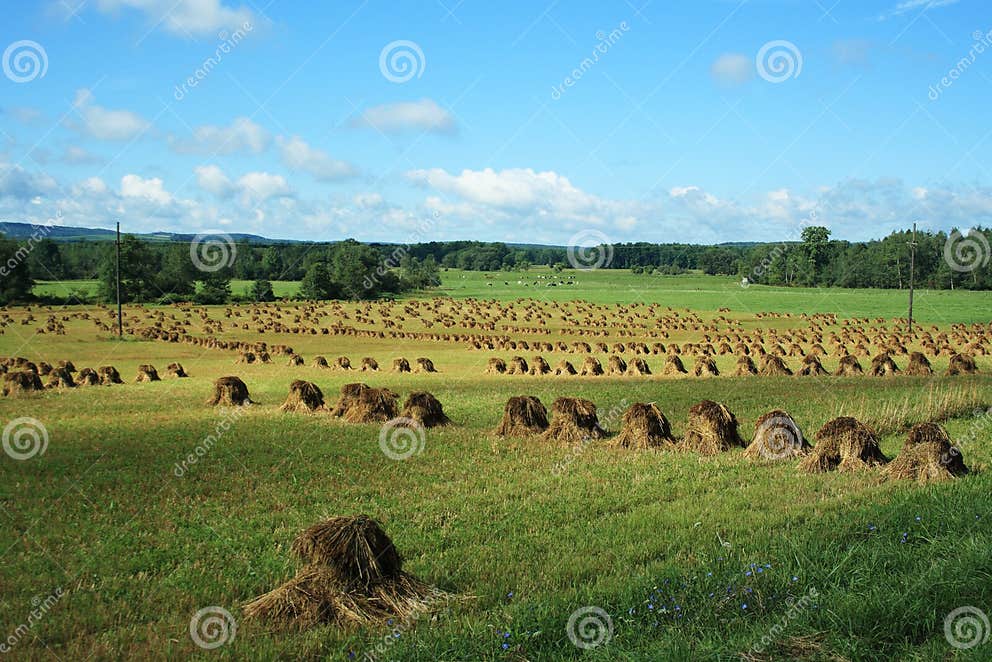 Amish Hay Stacks stock photo. Image of crop, landscape - 8553378
