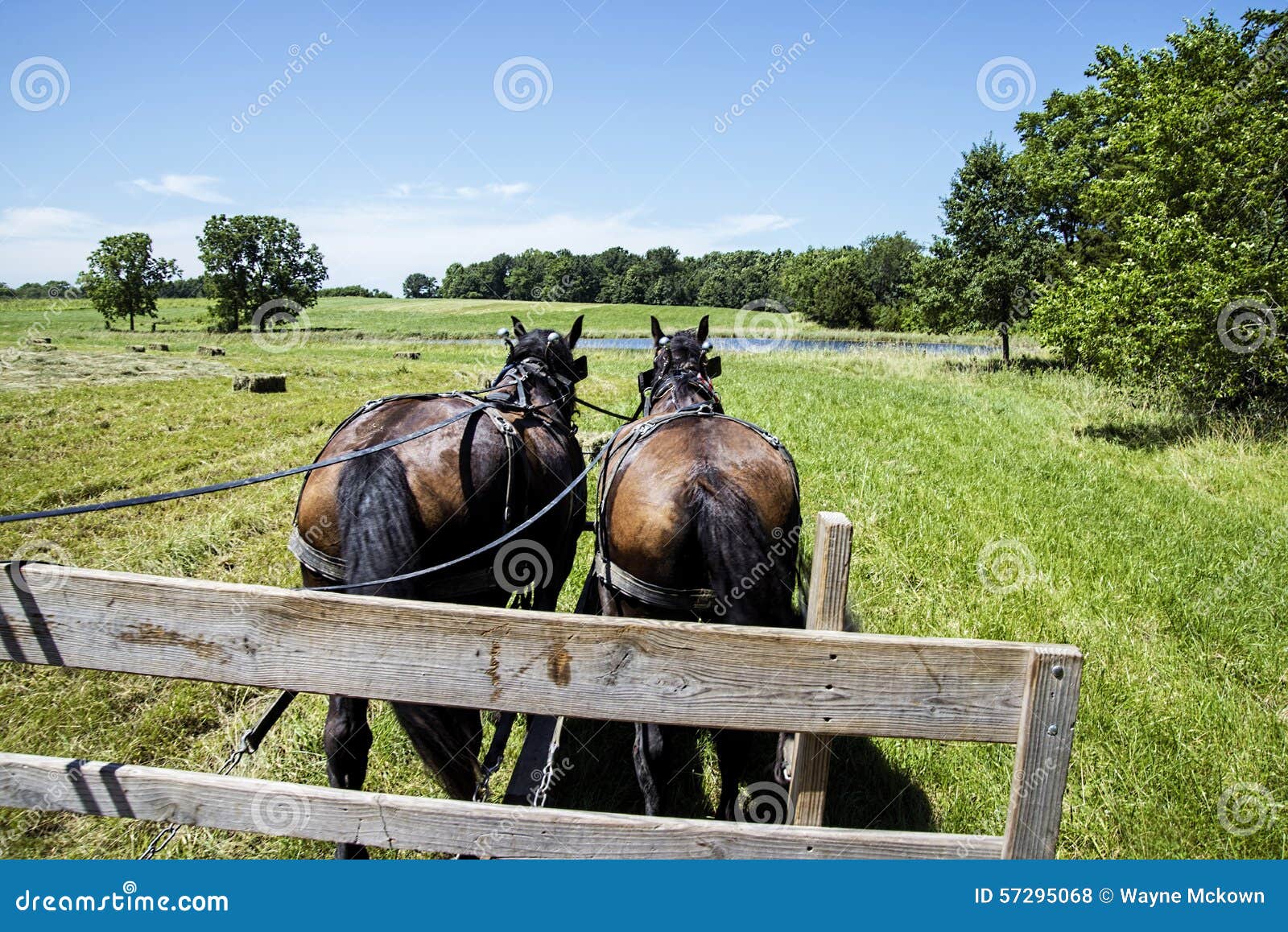 Amish Horse Drawn Hay Wagon Stock Photo - Image of agriculture, food ...