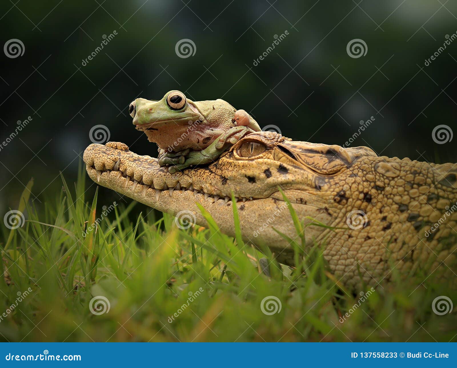 Amistad De La Rana Y De Los Cocodrilos Imagen De Archivo Imagen De Bosque Grande 137558233