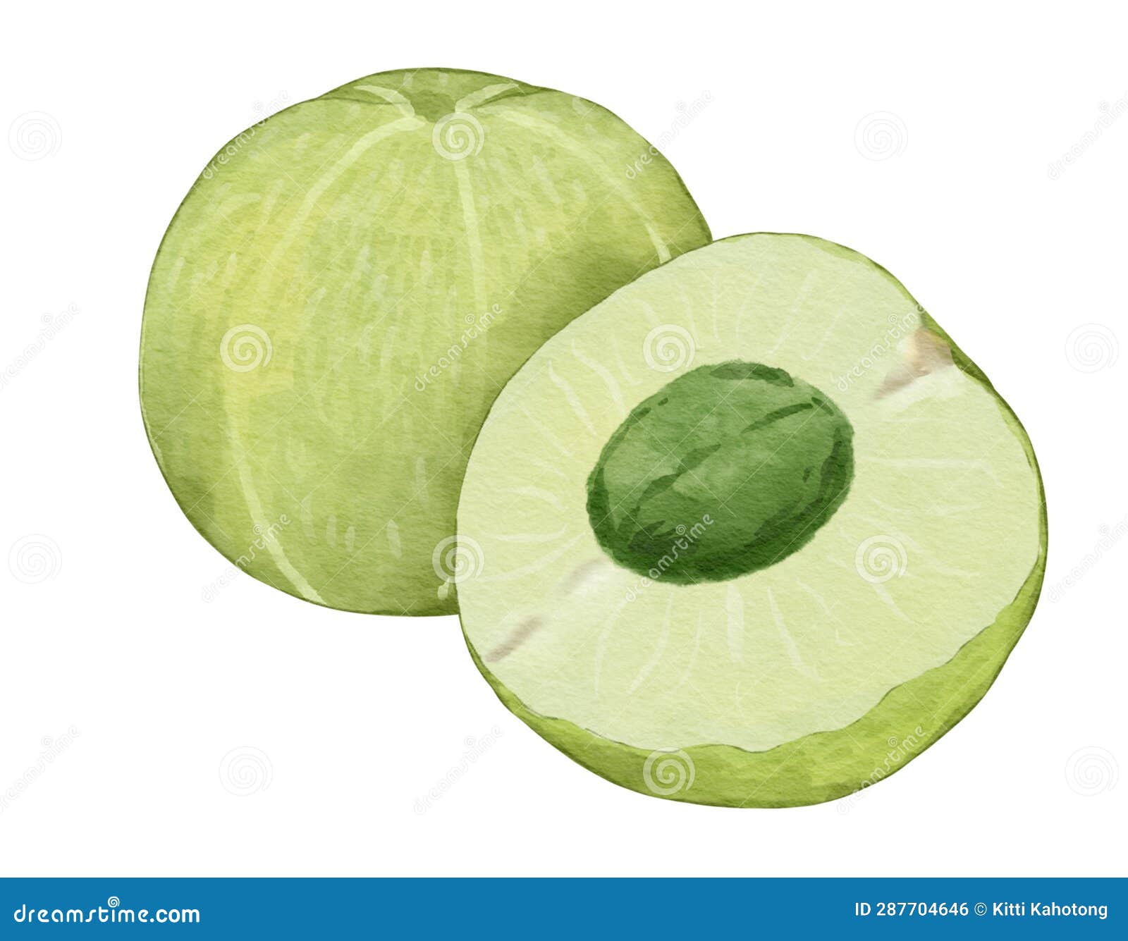 Amla Fruit Illustration. Indian Gooseberry, Malacca Tree, Or Amalika ...