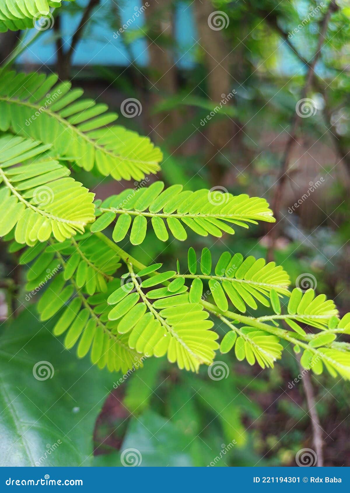 Amla leaves stock image. Image of fern, shrub, flower - 221194301