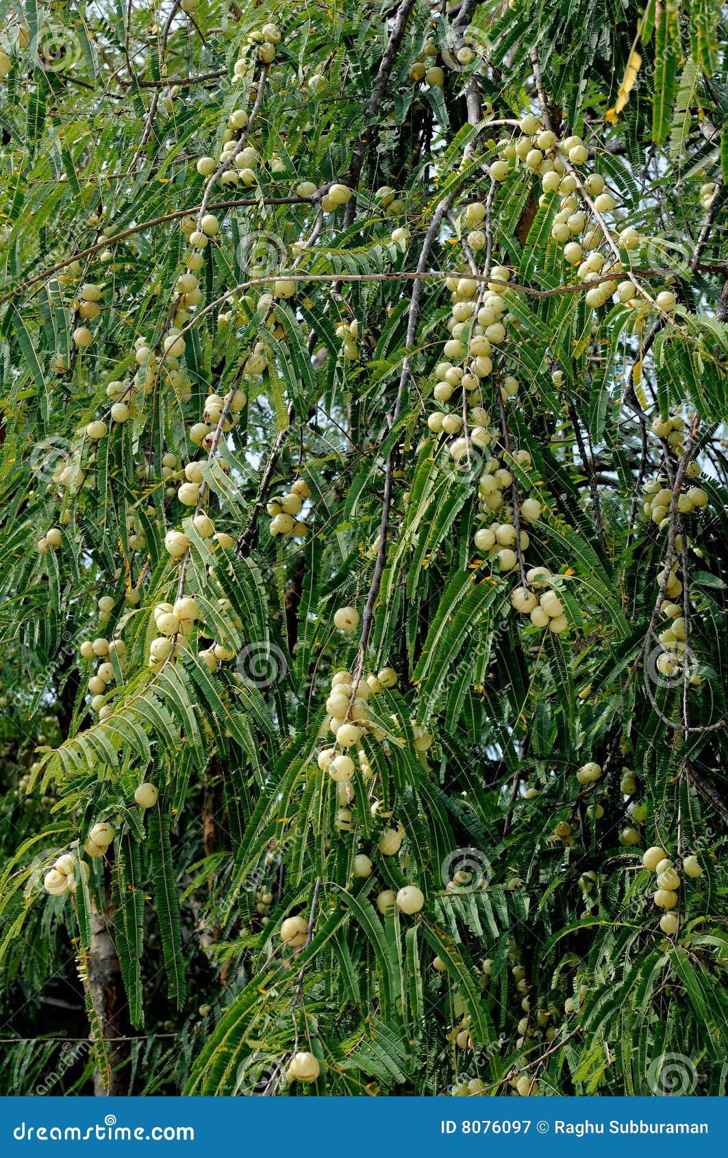 Amla tree stock image. Image of light, amla, gooseberry - 8076097