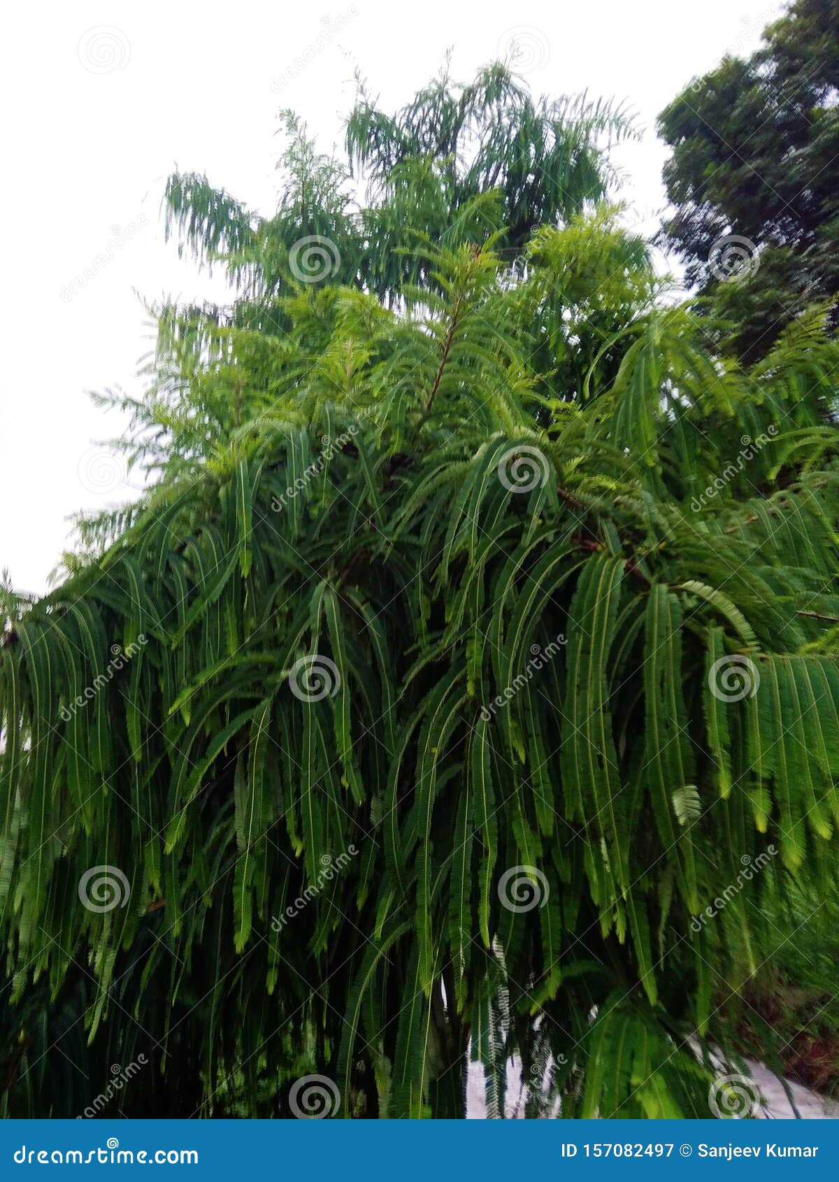 Amla tree stock image. Image of plant, green, awesome - 157082497