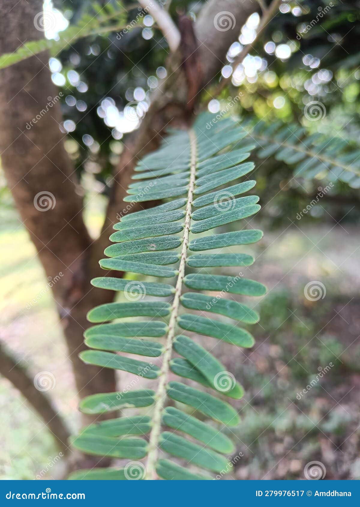 Amla Tree Leaf Closeup Shot Stock Image - Image of plant, shrub: 279976517