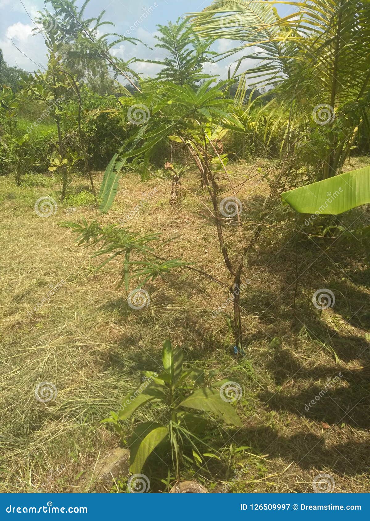 Amla tree sapling stock image. Image of amla, gooseberry - 126509997
