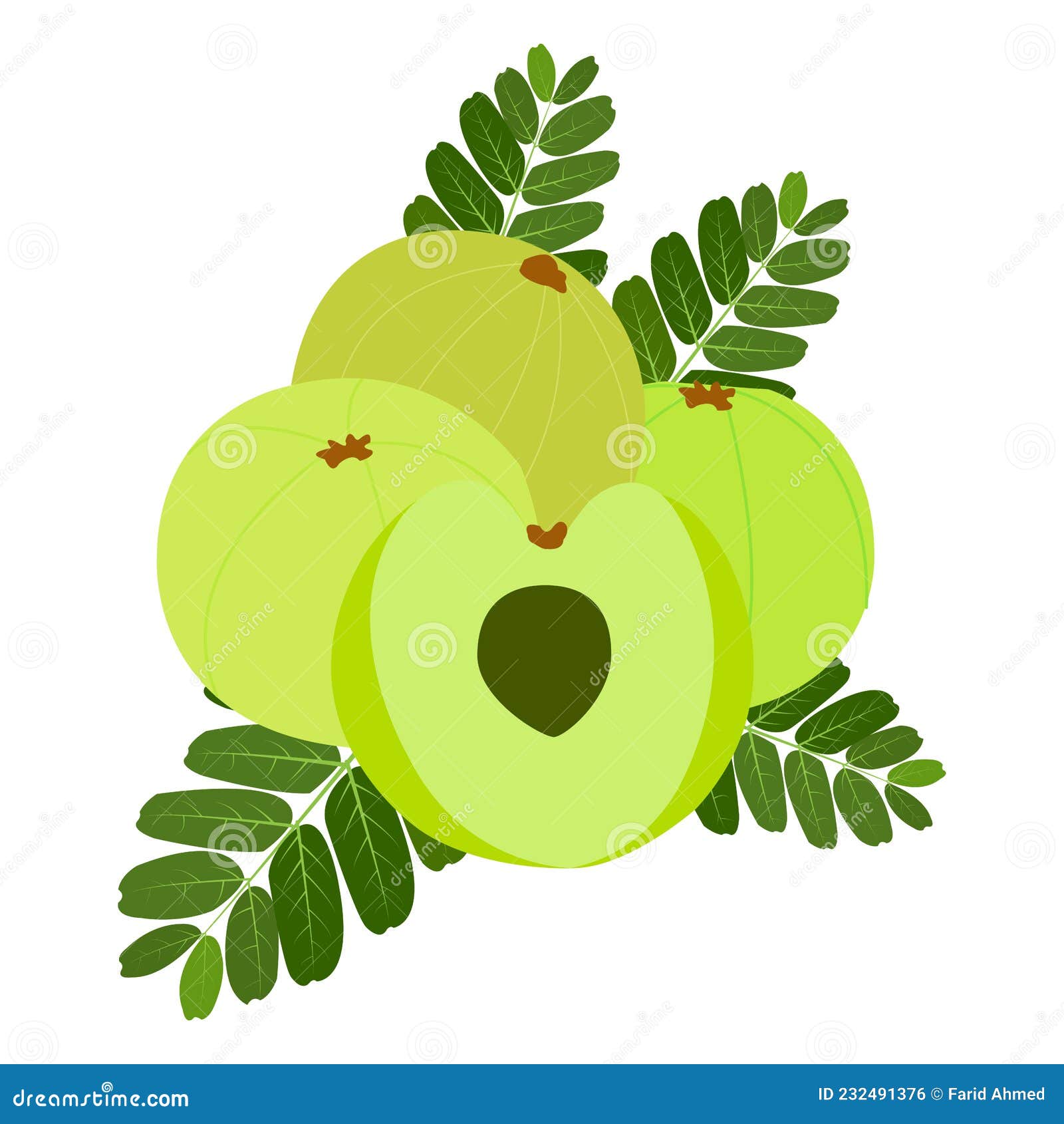 Vector Amla Illustration, Berries With Leaves Isolated On White ...