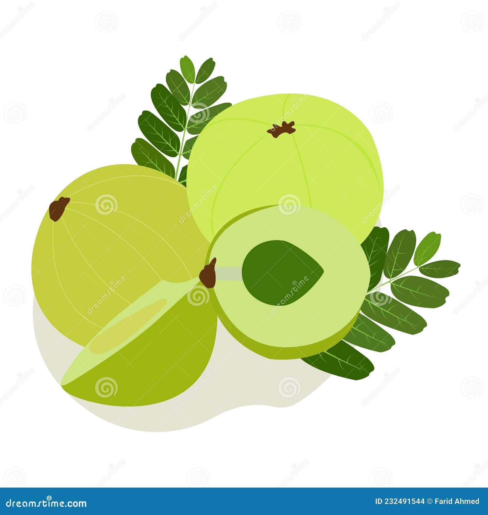 Amla Vectors Illustrations Amlocy Fruit Vector Vector Amloki Fruit ...