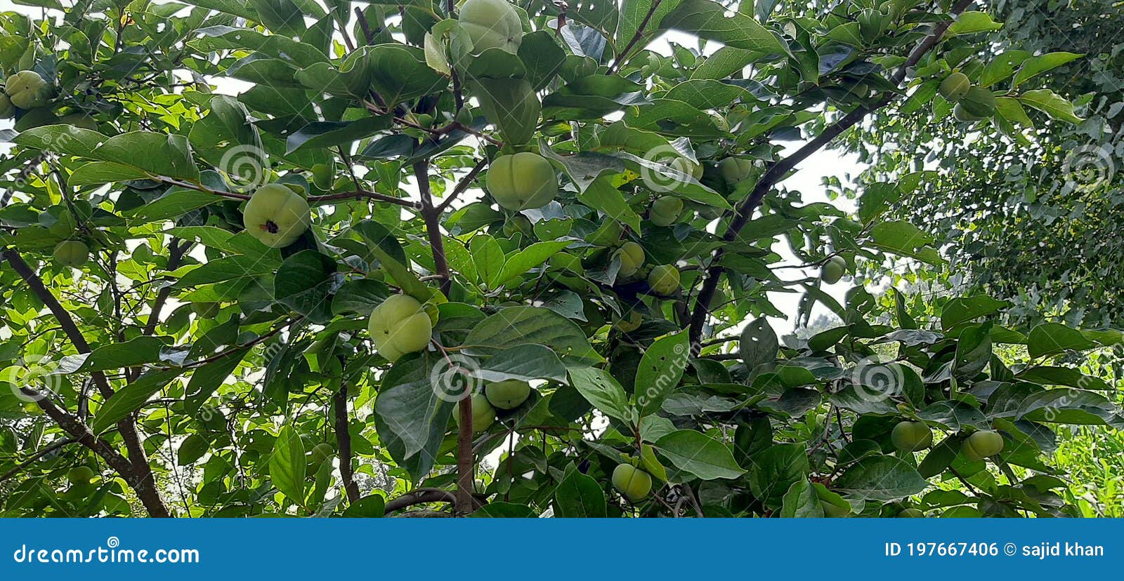 Amlok Stock Photos - Free & Royalty-Free Stock Photos from Dreamstime