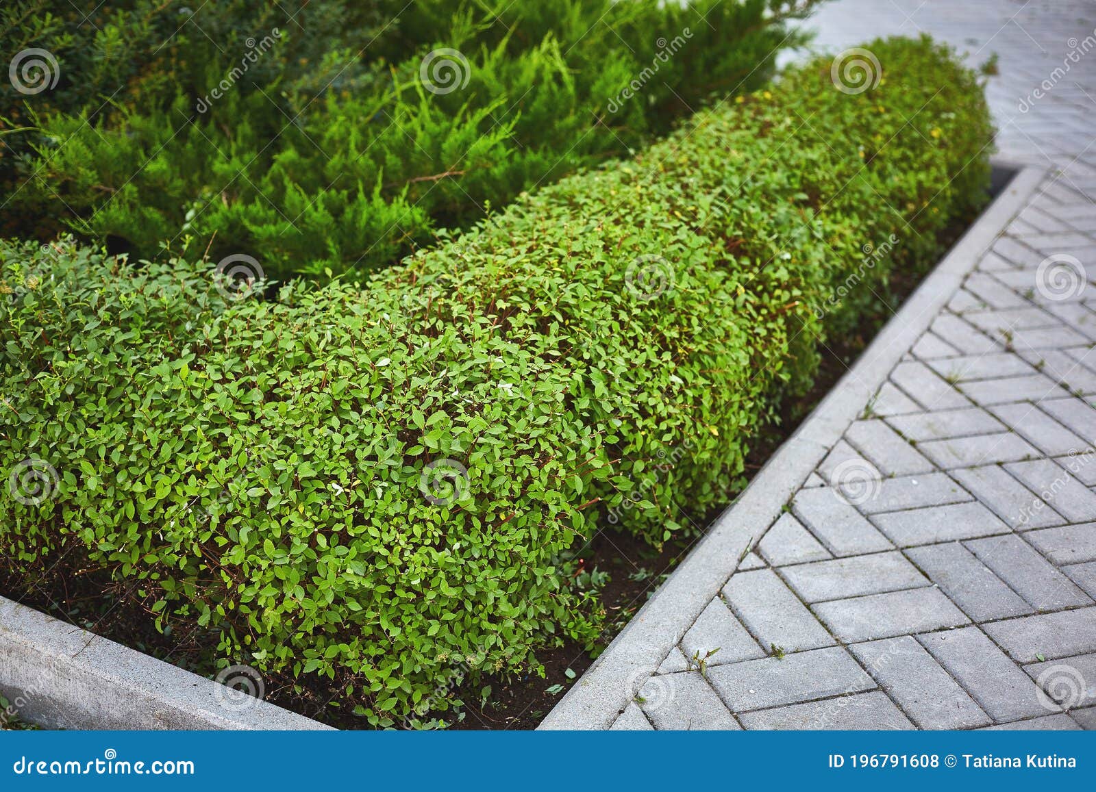 Buxus Sempervirens Bushes and Brick Path with Border Stock Photo ...