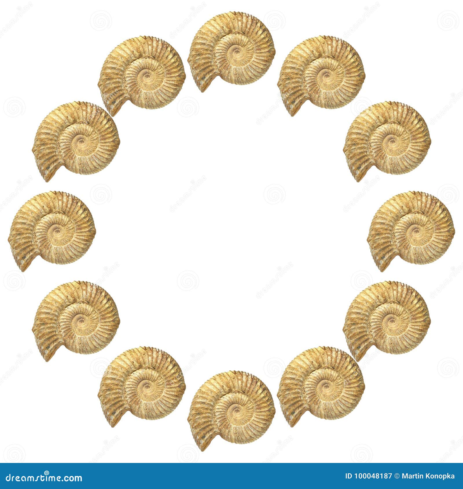 Ammoniet stock afbeelding. Image of fossiel, archeologie - 100048187