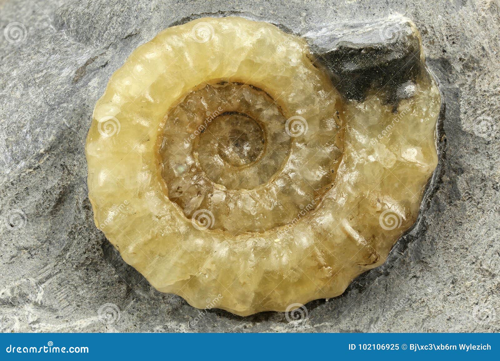 Ammoniet stock afbeelding. Image of fossiel, jura, geologisch - 102106925