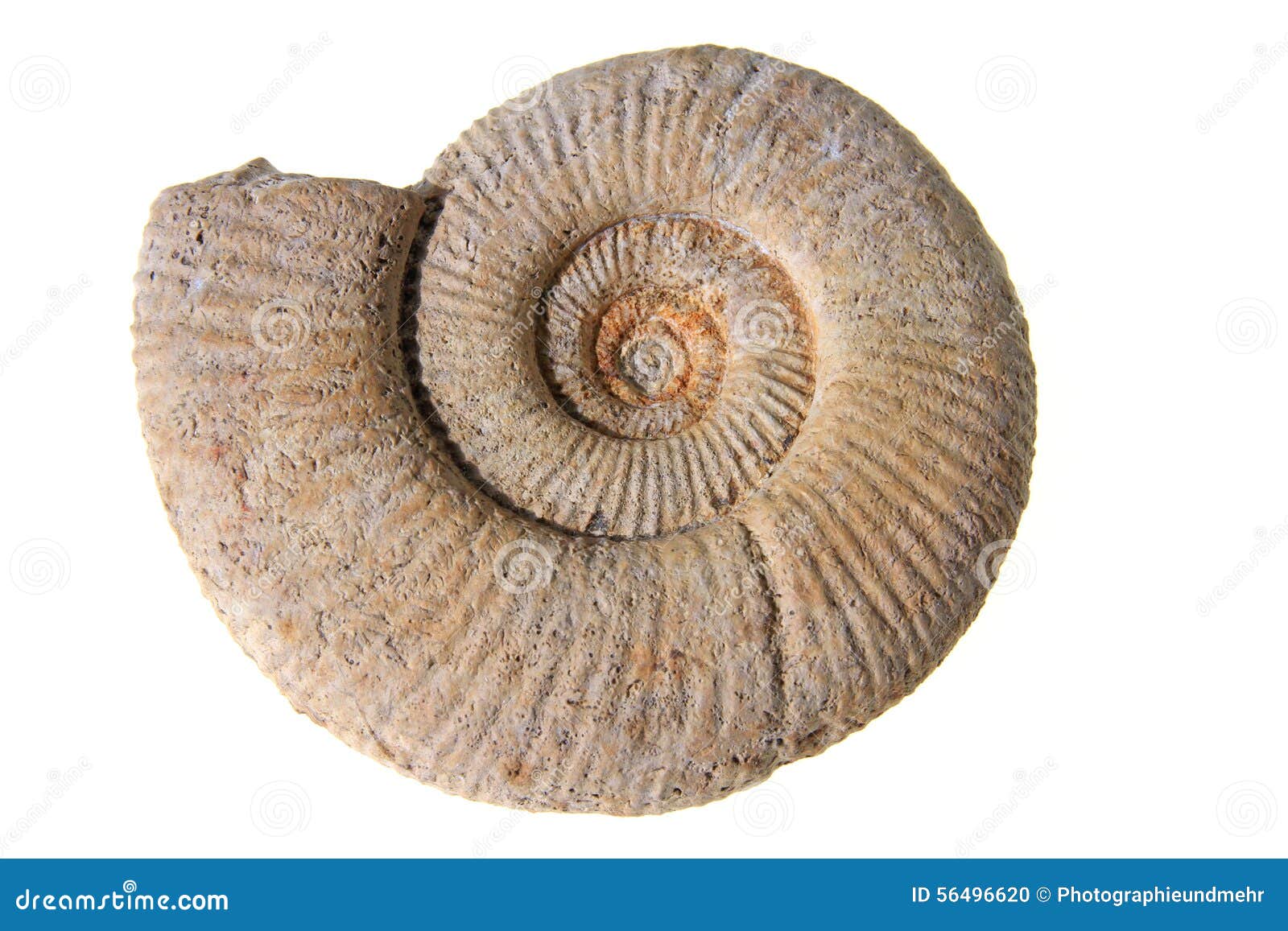 Ammoniet stock foto. Image of ongeveer, zuidelijk, geologie - 56496620