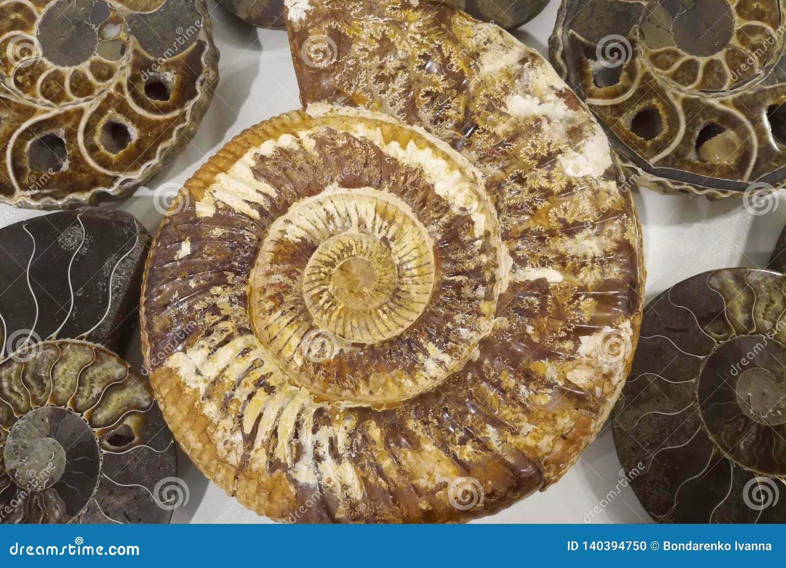 Ammoniet Fossiele Oude Shells Textuur Dichte Omhooggaand Stock Foto ...