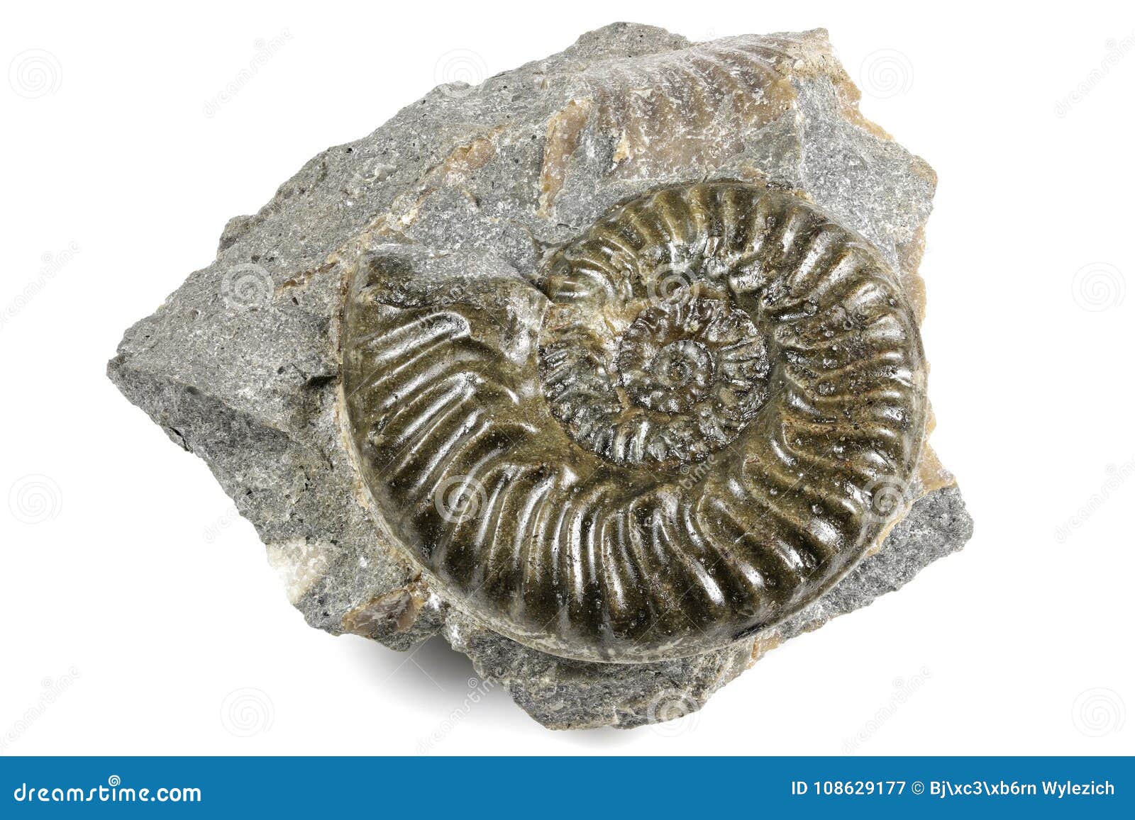 Ammonit stockbild. Bild von fossil, biologie, prähistorisch - 108629177