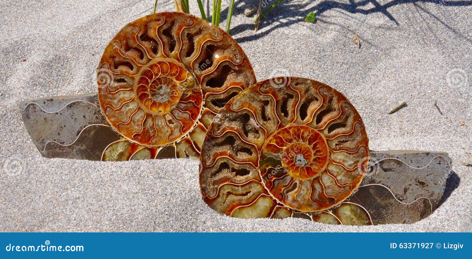 Ammonit-Fossil-Spirale-Oberteile Stockbild - Bild von ring, orange ...