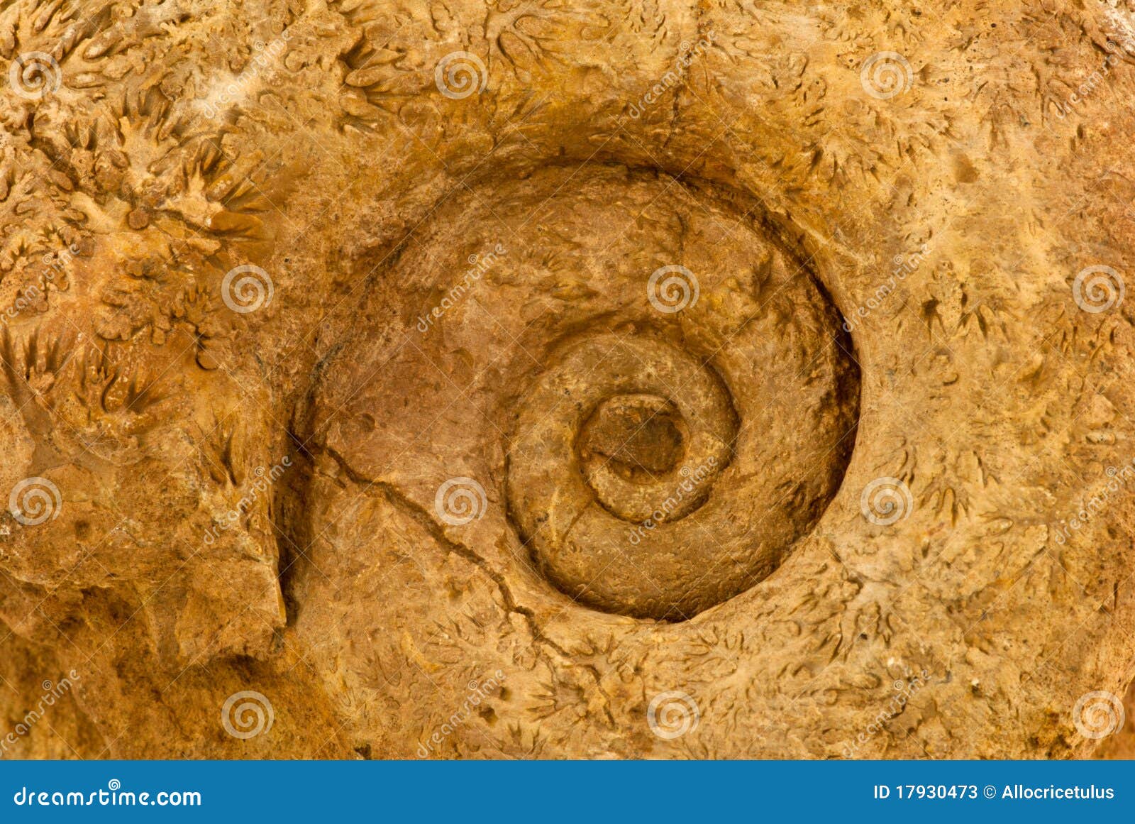 Ammonite stock image. Image of exploration, mollusc, petrified - 17930473