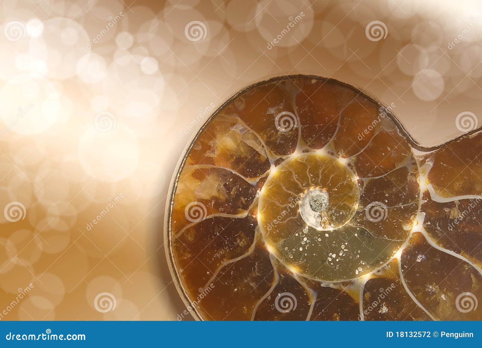 Ammonite stock photo. Image of sepia, snail, fossil, jewelry - 18132572