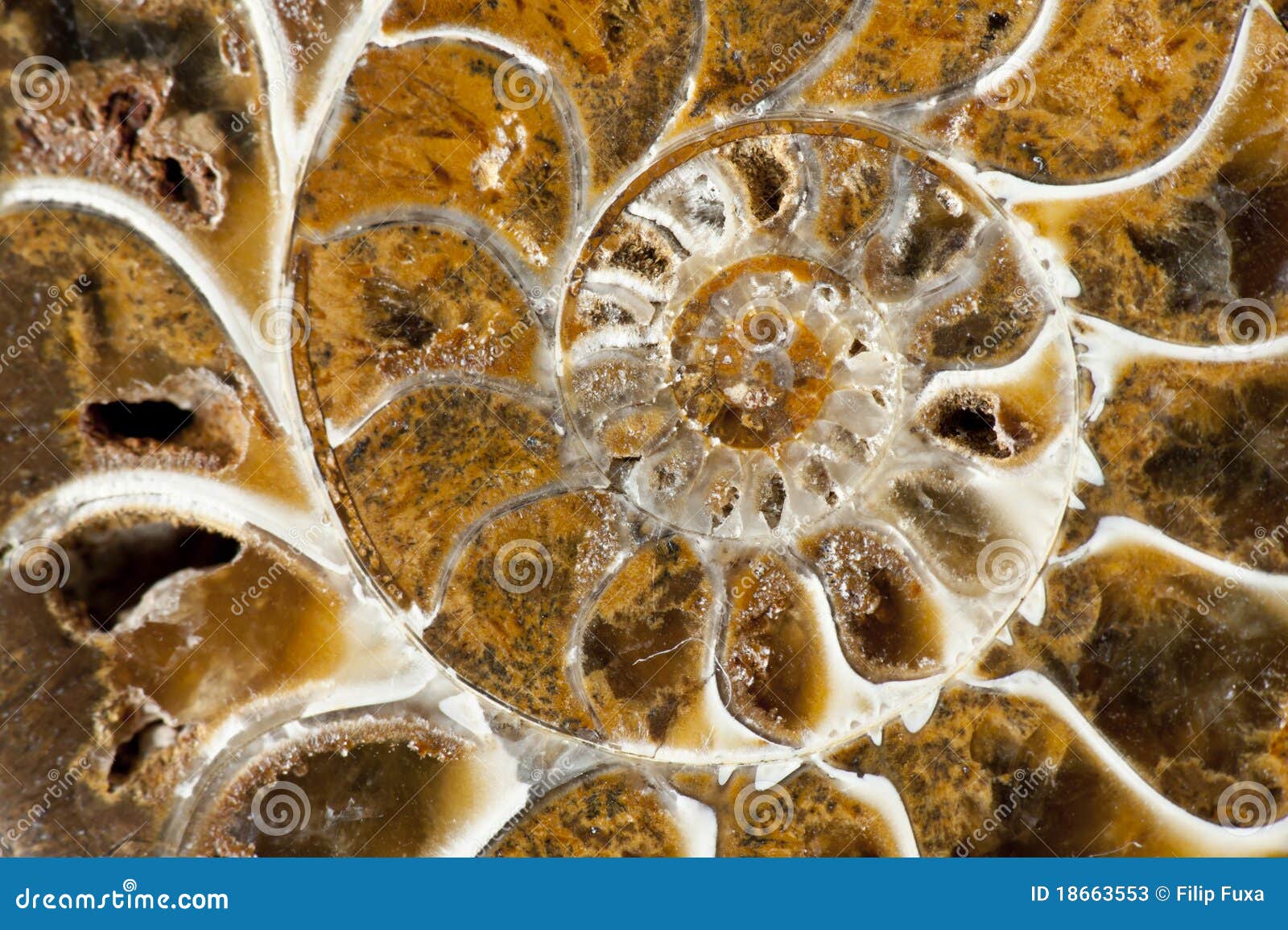 Ammonite stock image. Image of nautilus, paleontology - 18663553