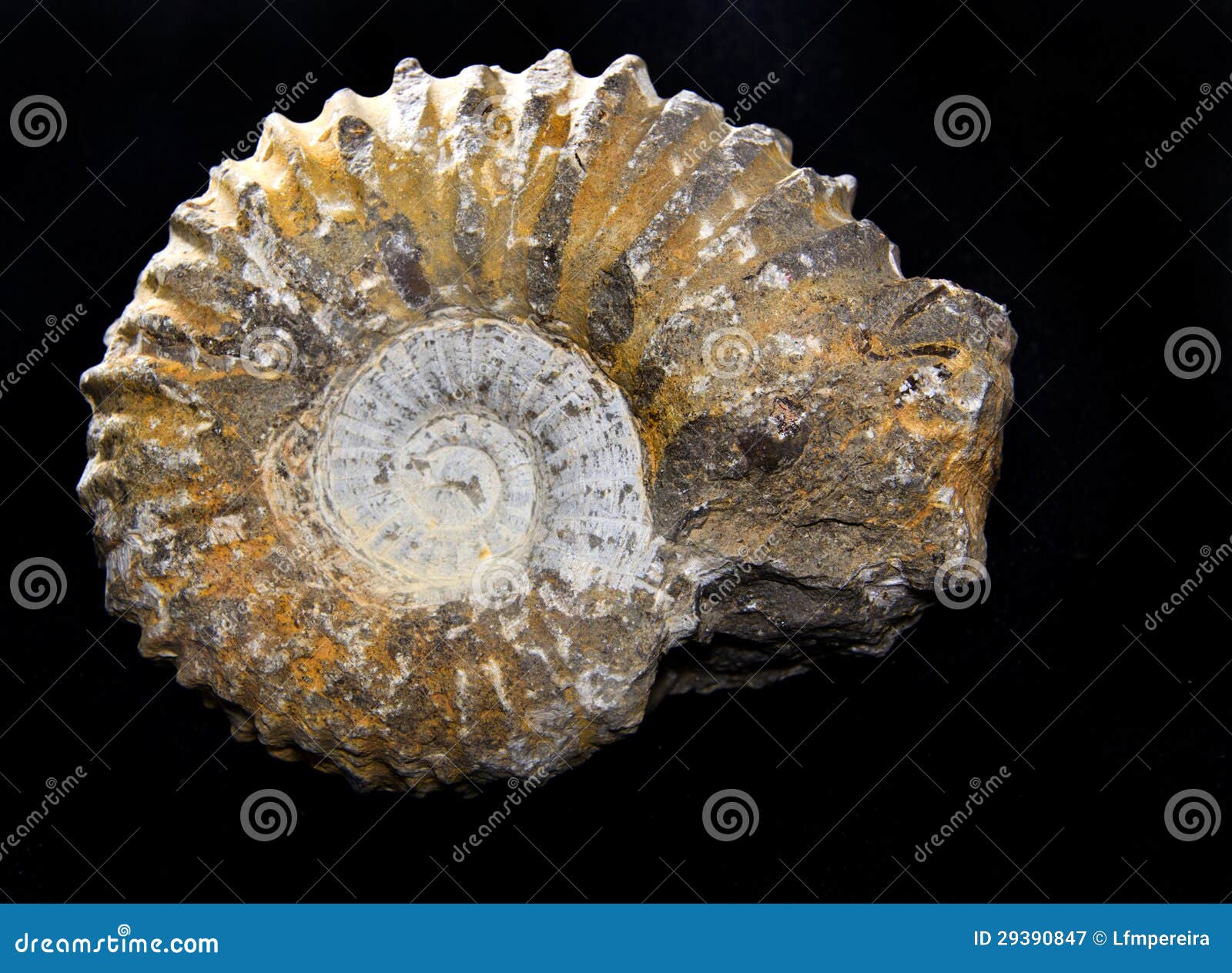 Ammonite stock image. Image of antique, isolated, cephalopod - 29390847