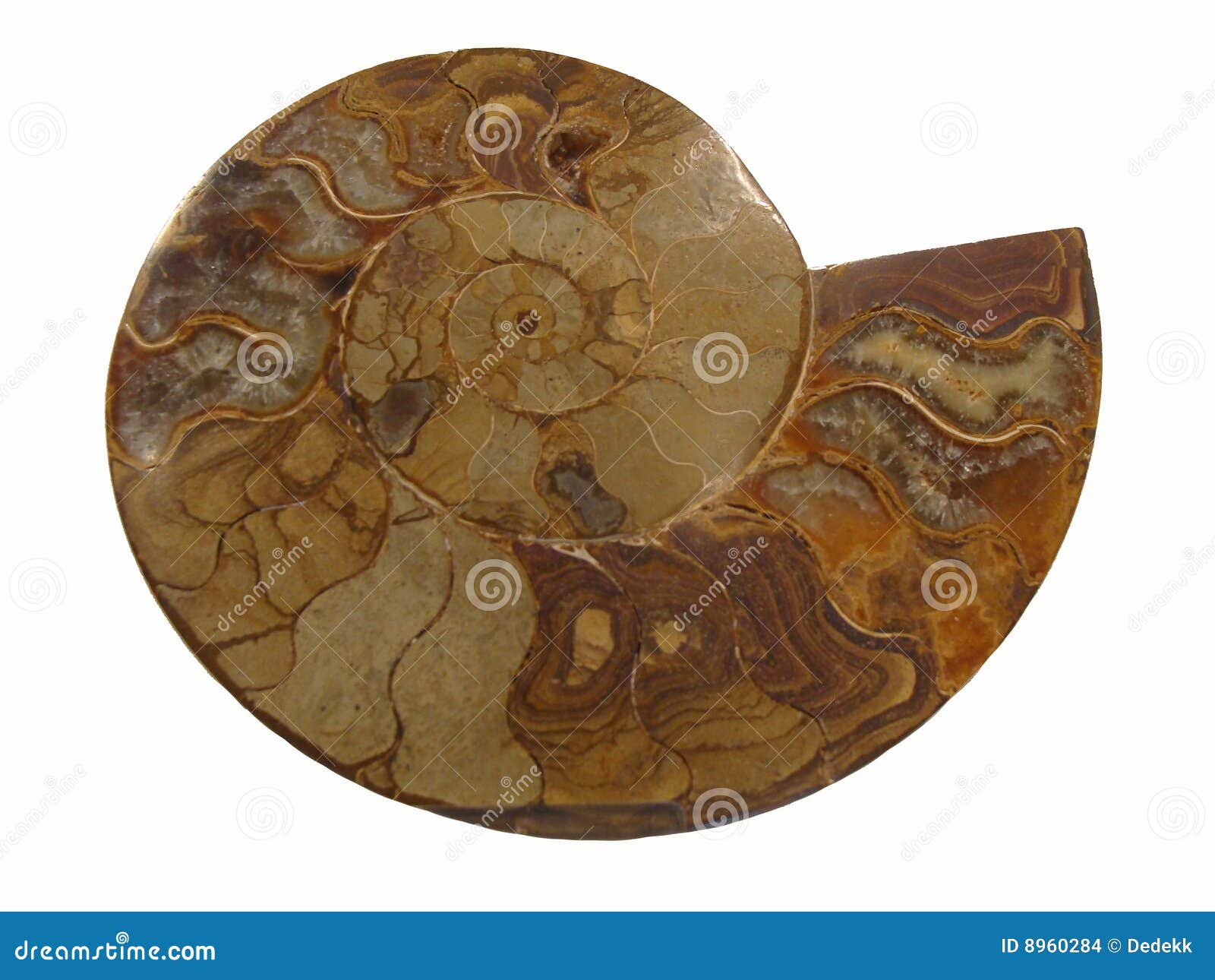 Ammonite stock photo. Image of ammonite, natural, trunk - 8960284