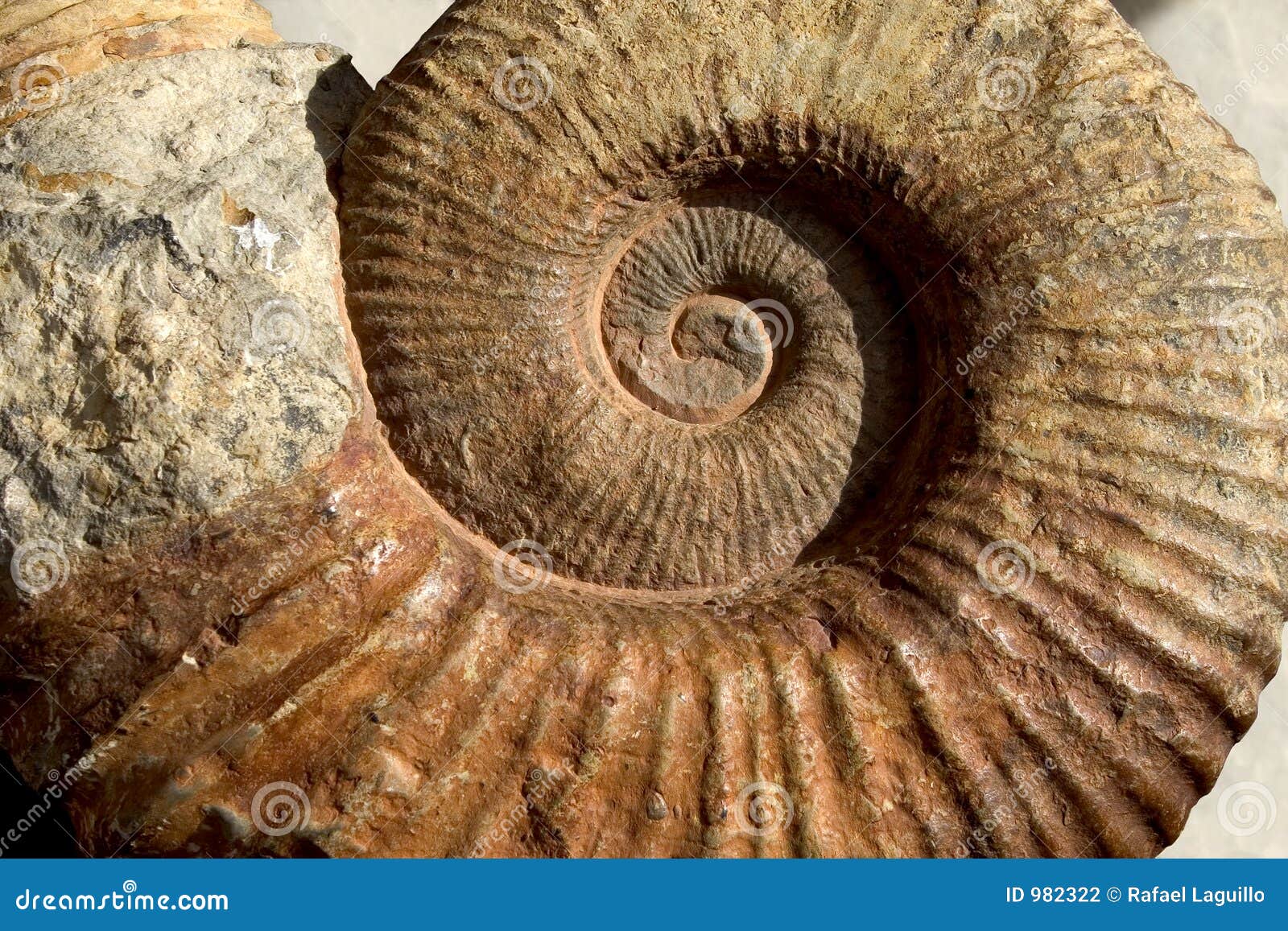 Ammonite stock photo. Image of coiled, ammonoid, jurassic - 982322