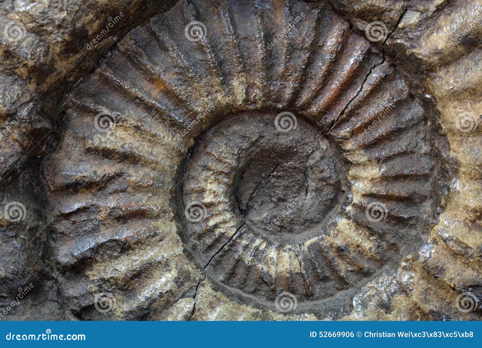 Arietites Sp Stock Photos - Free & Royalty-Free Stock Photos from ...