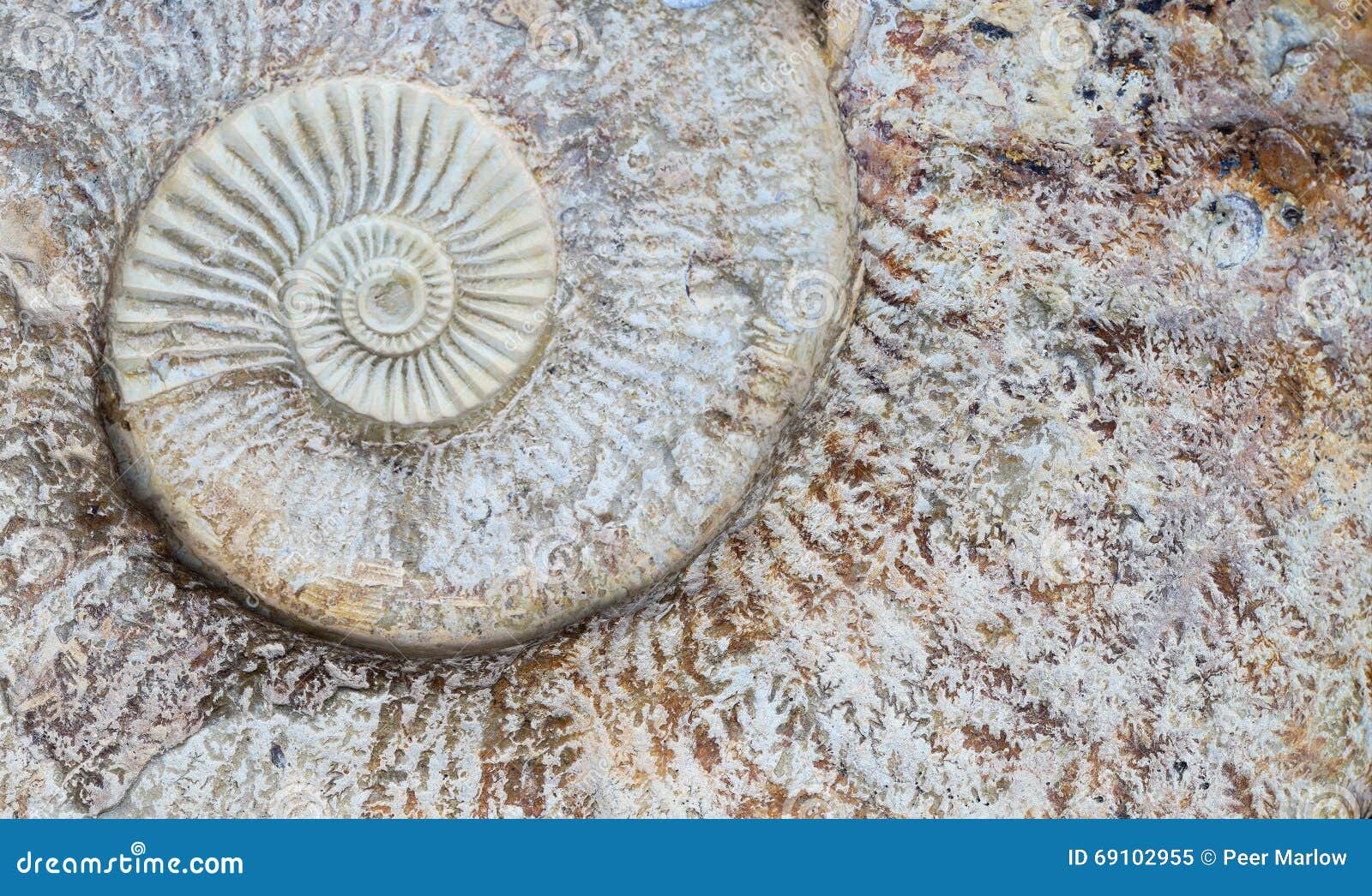 Ammonite stock image. Image of devon, petrification, cretaceous - 69102955