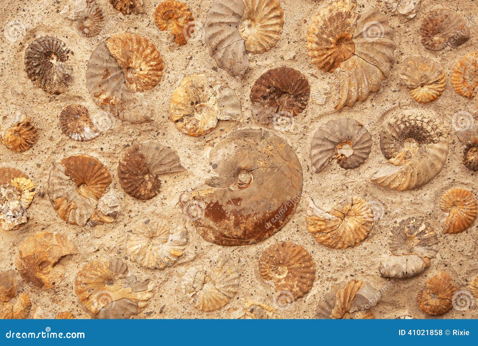 Ammonite background stock photo. Image of brown, background - 41021858