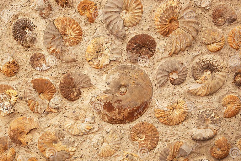 Ammonite background stock photo. Image of brown, background - 41021858