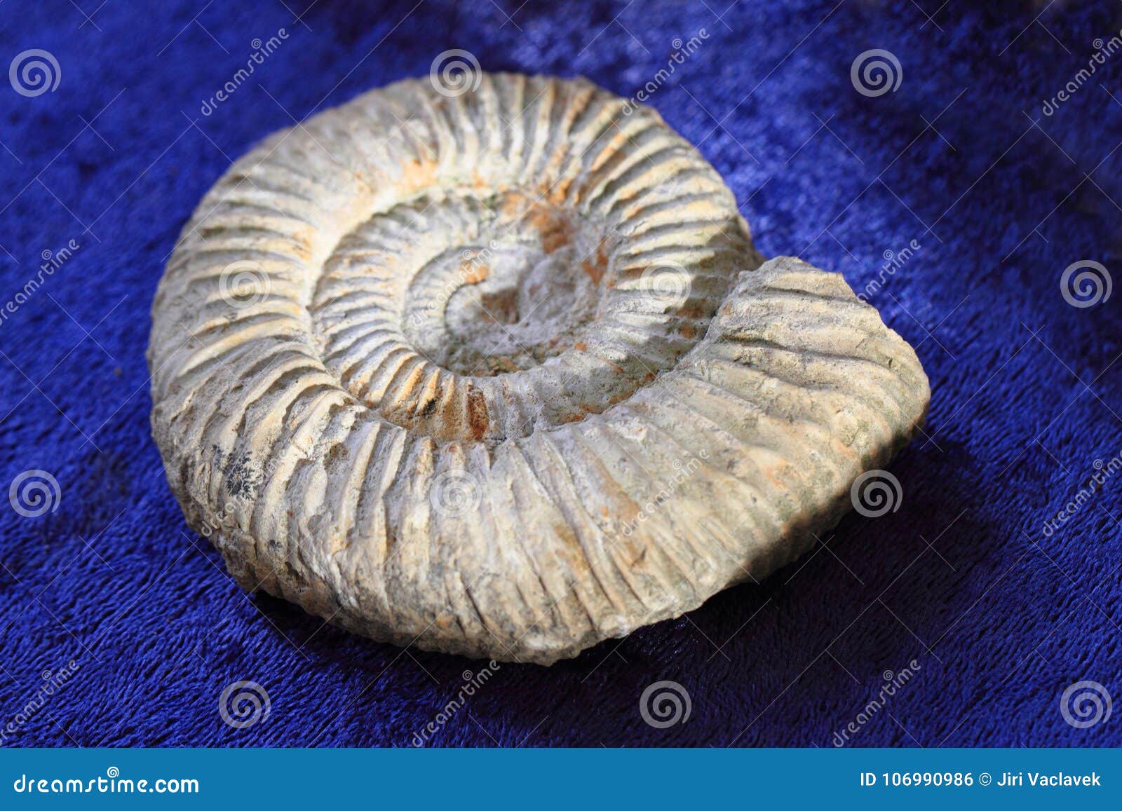 Ammonite on Blue Background Stock Photo - Image of skeleton, closeup ...