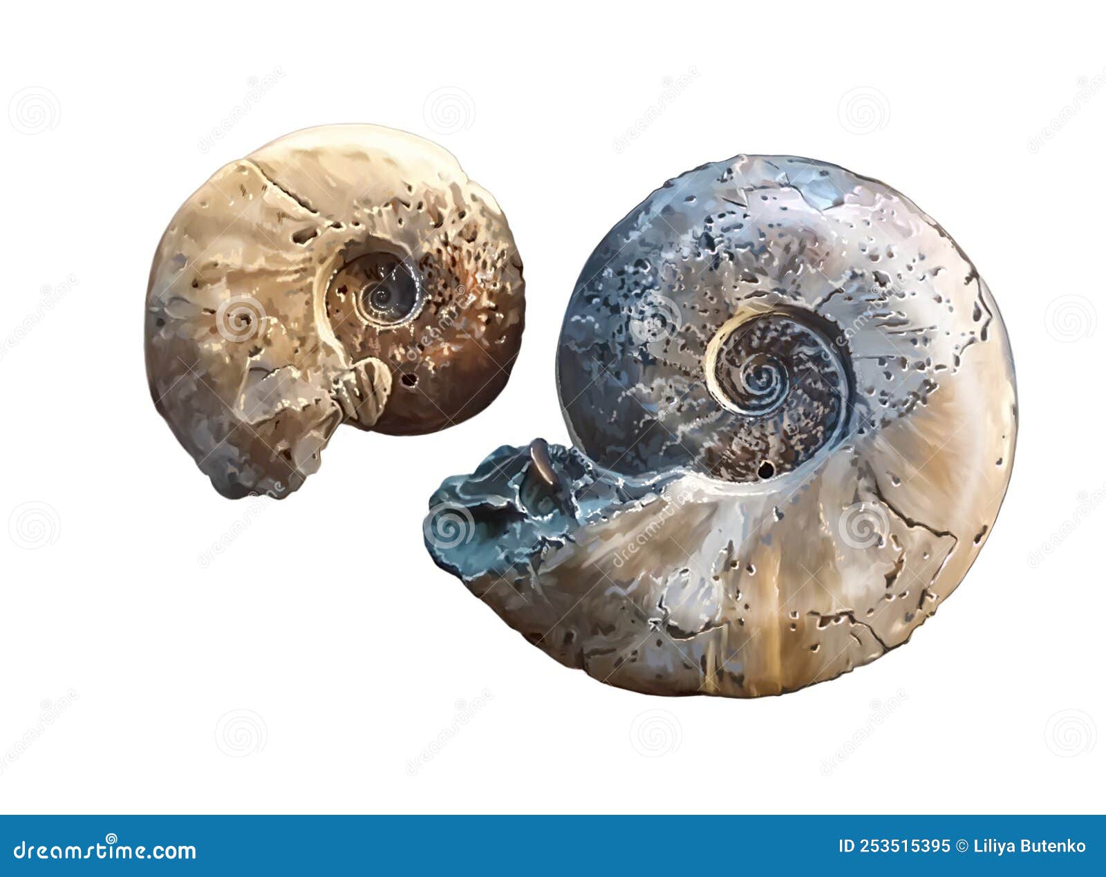 Ammonite Royalty-Free Stock Image | CartoonDealer.com #100006492