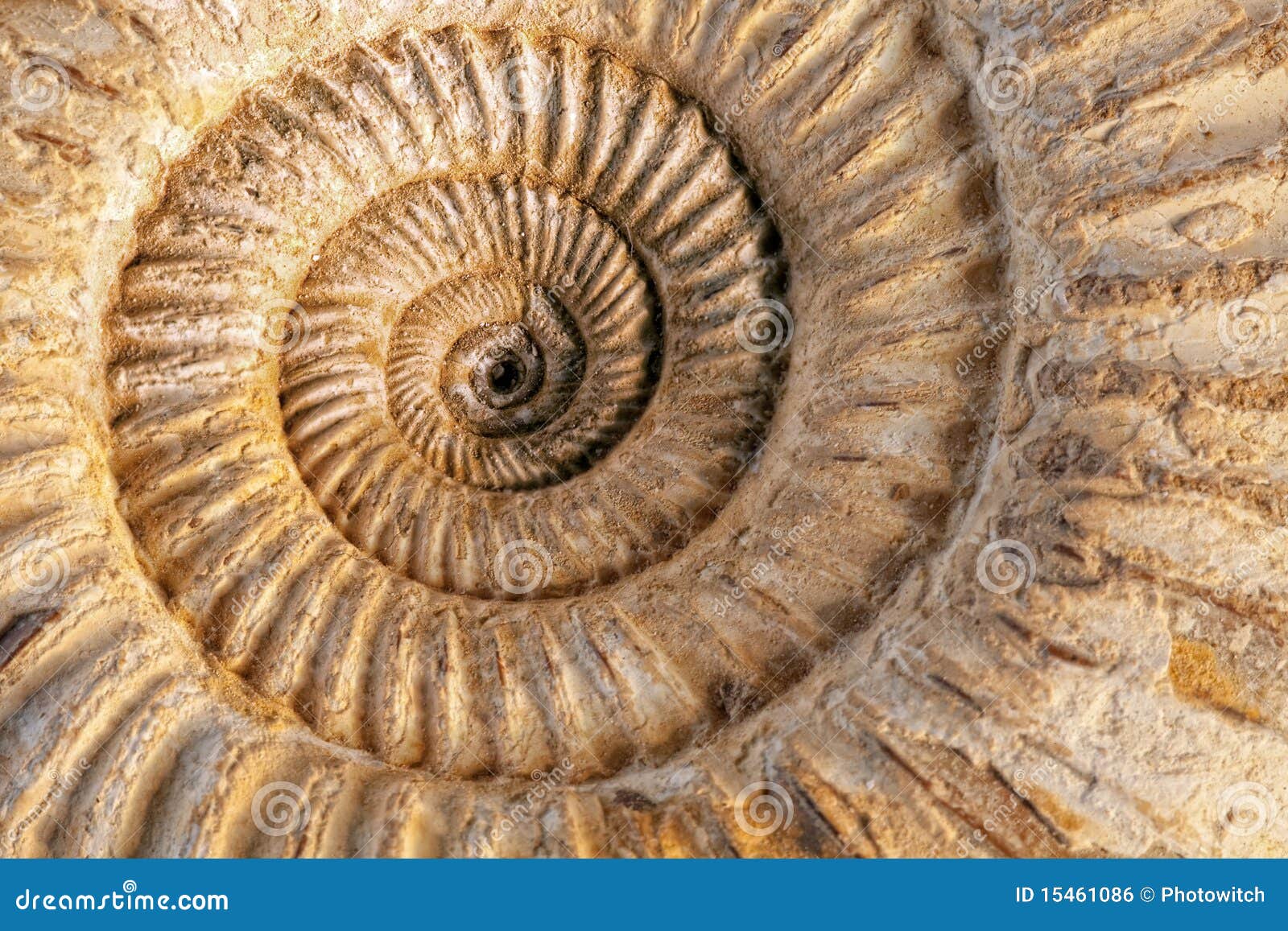 Ammonite closeup stock photo. Image of ammonite, extinct - 15461086