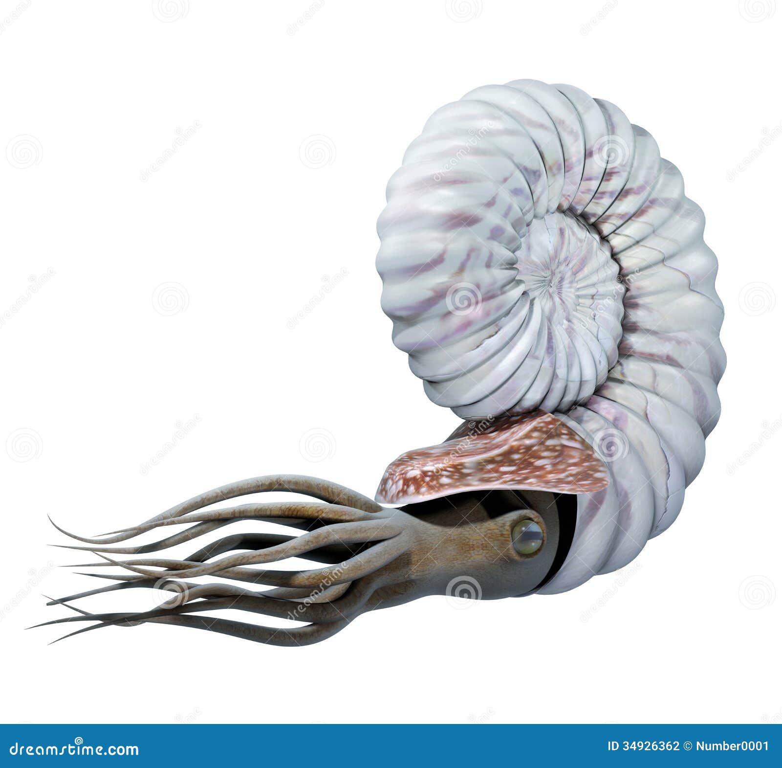 Ammonite stock illustration. Illustration of husks, ancient - 34926362