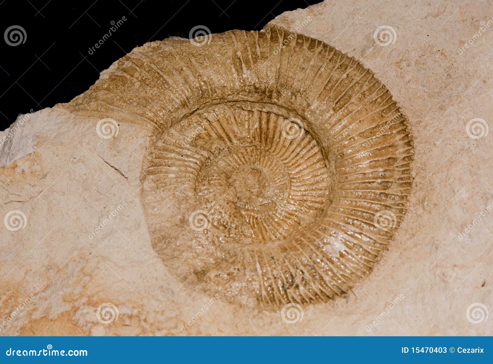 Ammonite fossil stock image. Image of black, fossilized - 15470403